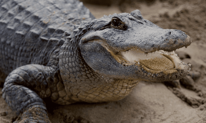 A Three-Foot-Long Alligator Was Found In a Brooklyn Backyard - BKMAG