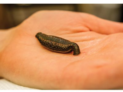 Let it Bleed: Are Leeches the Answer to All Our Problems? - BKMAG