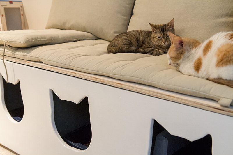 Getting Cozy with Cats: Inside Brooklyn's First Cat Café - BKMAG Getting Cozy with Cats: Inside Brooklyn's First Cat Café - BKMAG