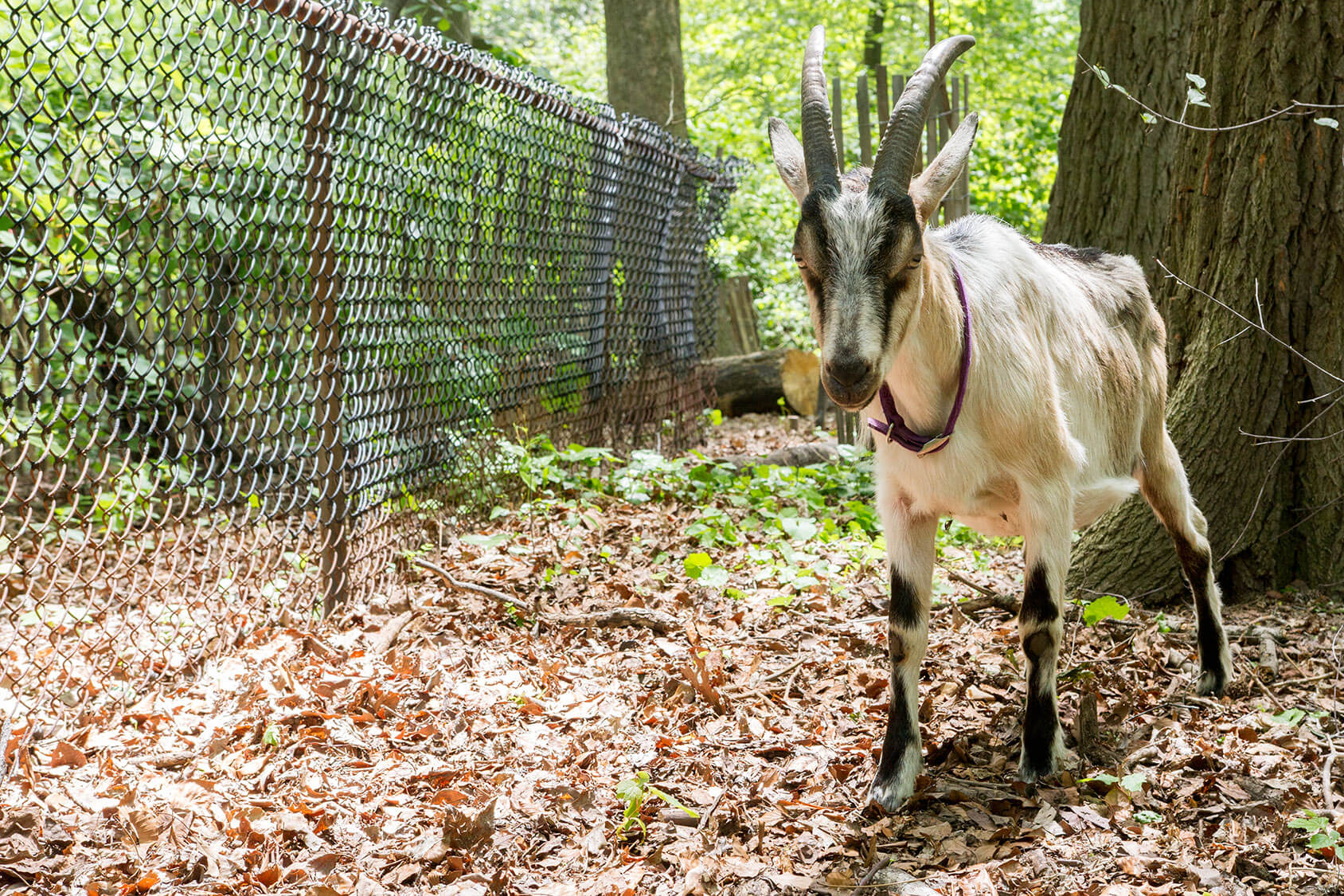 Meet the Goats of Prospect Park - BKMAG