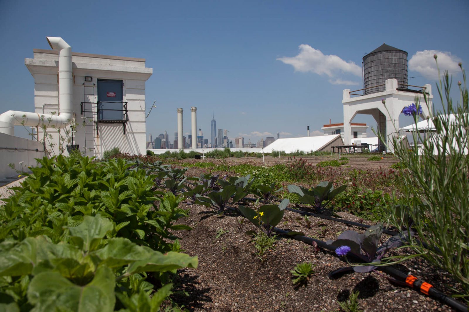 At the Brooklyn Grange, New York City's Largest Rooftop Farm - BKMAG