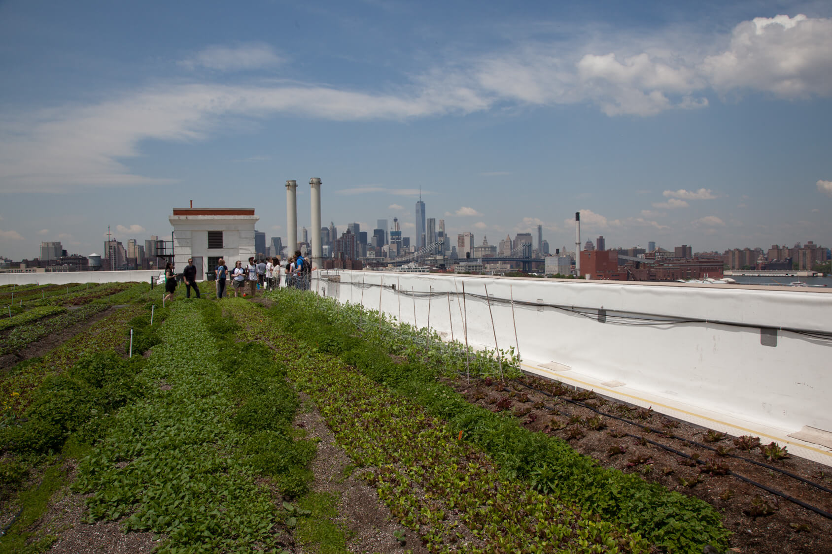 At the Brooklyn Grange, New York City's Largest Rooftop Farm - BKMAG