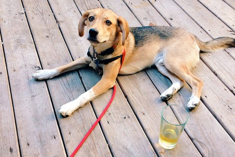 The 14 Best Places to Get Drunk with Your Dog in Brooklyn - BKMAG