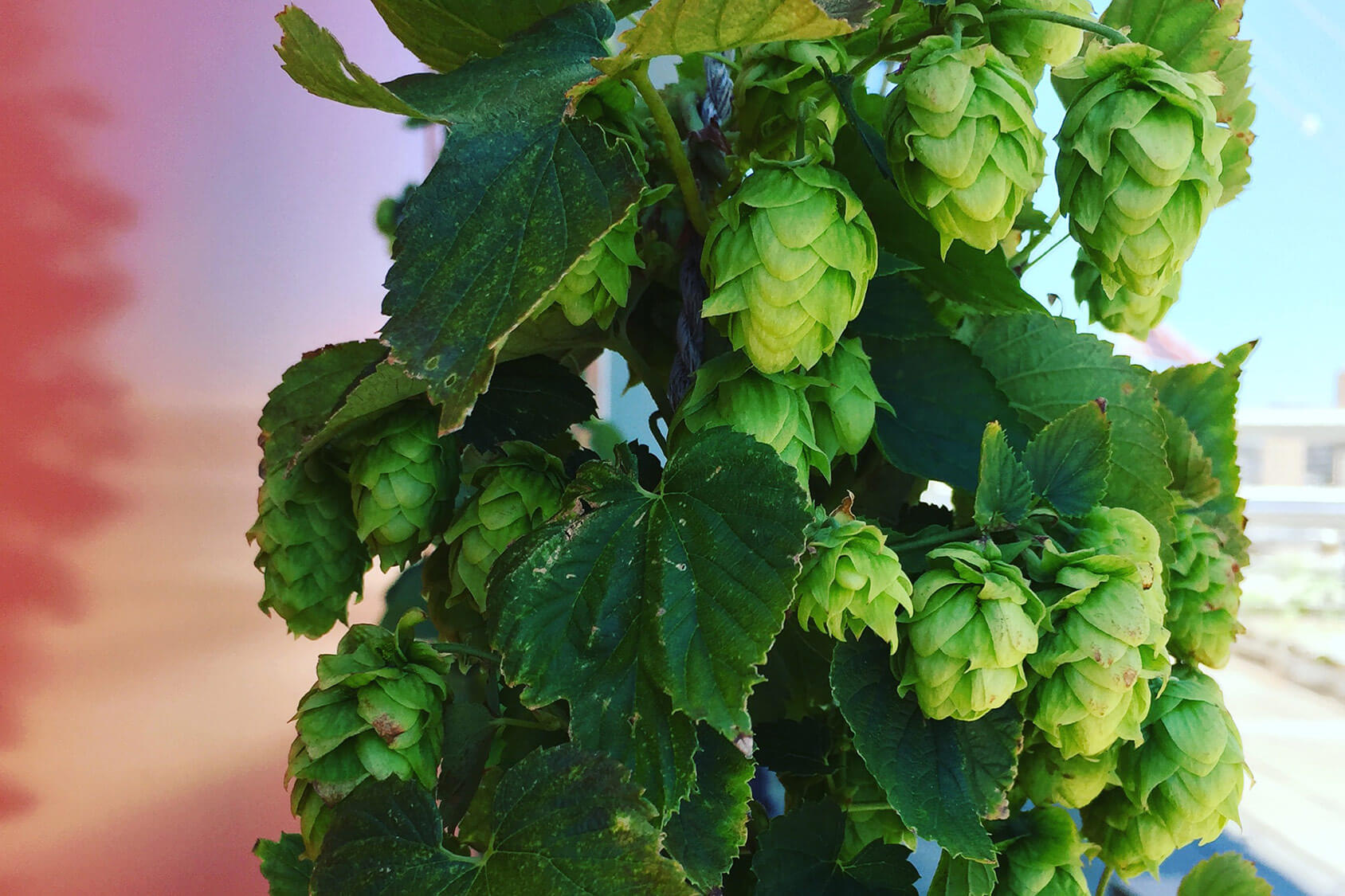 On Top of an Old Pharmaceutical Building, The World's Only Rooftop Hops ...
