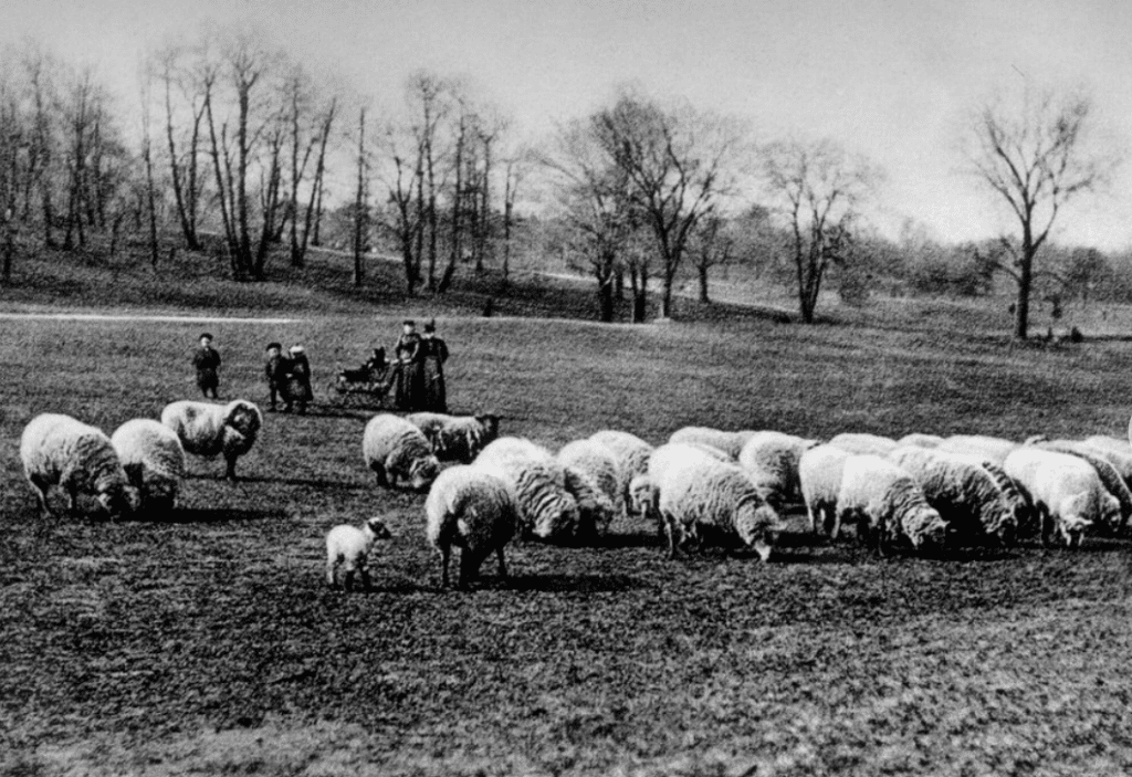 Holy sheep! Rare 1929 film shows lambs grazing in Prospect Park ...