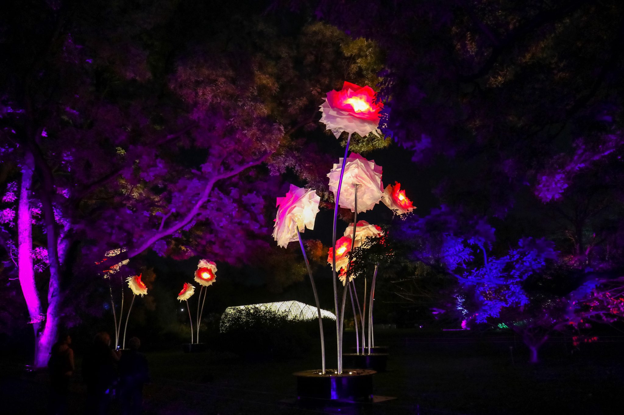 Winter wonderland: Dazzling 'Lightscape' comes to Brooklyn Botanic ...