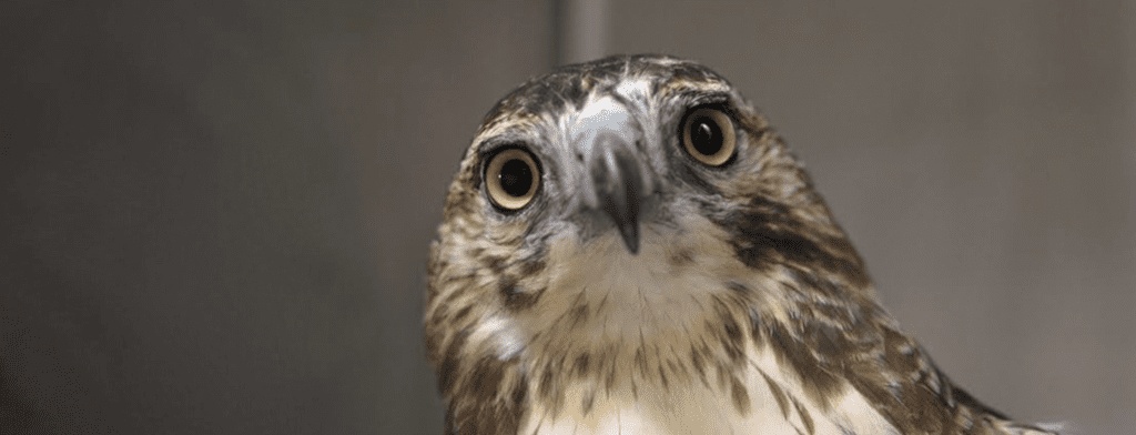 Wild Bird Fund is opening its first-ever Brooklyn location - BKMAG