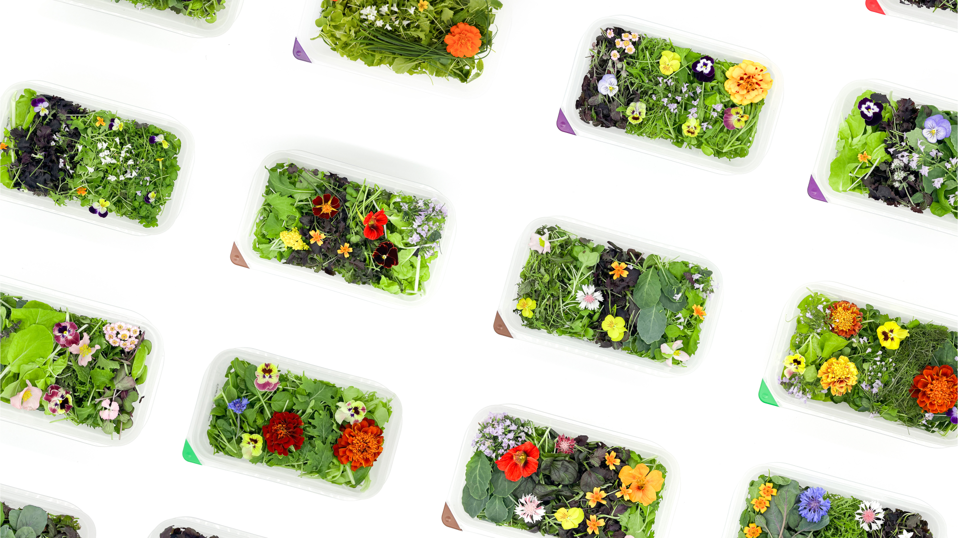 Farm.One: Culinary Paradise In A Vertical Farm - BKMAG