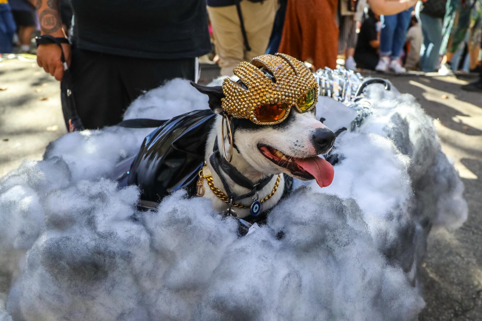 Meet the good doggos at the 25th annual Great PUPkin costume contest ...