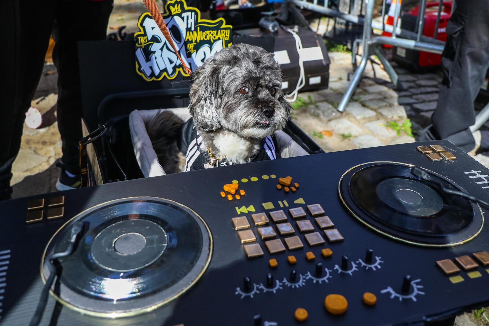 Meet the good doggos at the 25th annual Great PUPkin costume contest ...