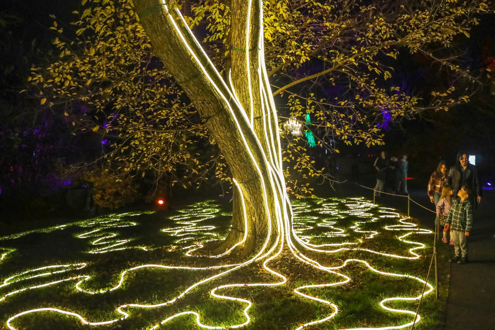 Lightscape is back at BBG with a million lights, new surprises, Taylor ...